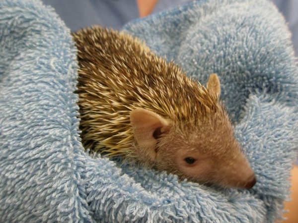 Caring for Tenrecs and Learning What Is a Tenrec - Kenny Coogan ...