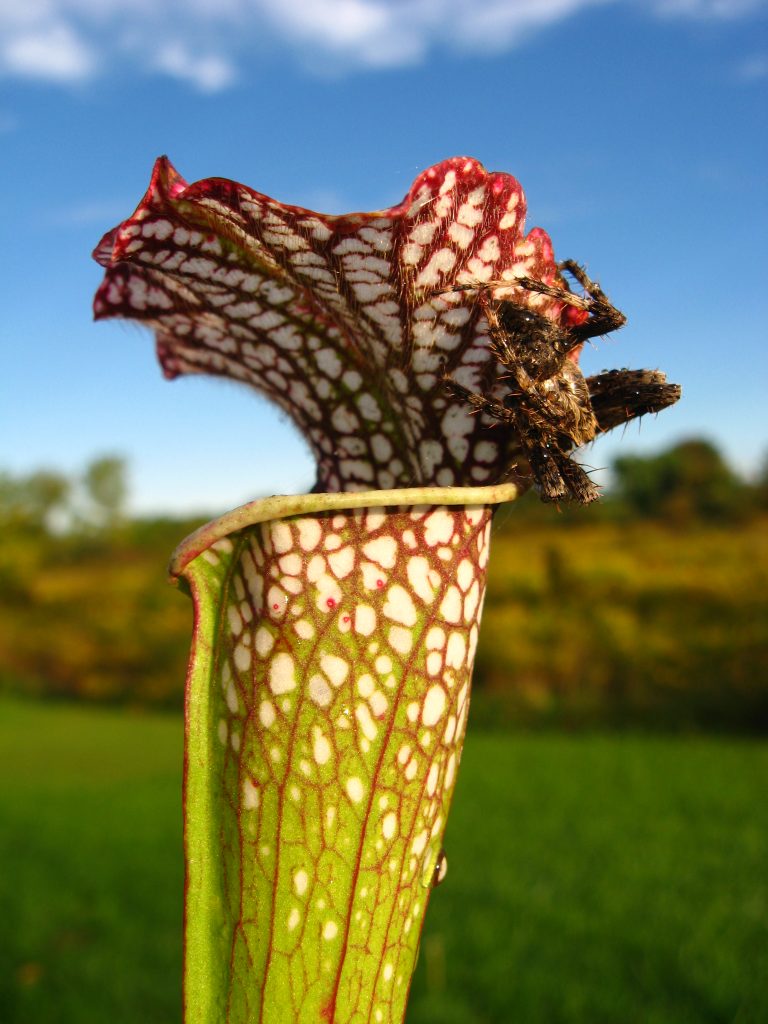 Carnivorous Plant Care Chart - Kenny Coogan - carnivorous plants