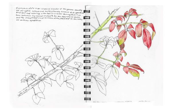 Sketchbook Circle Project - Kenny Coogan - carnivorous plants