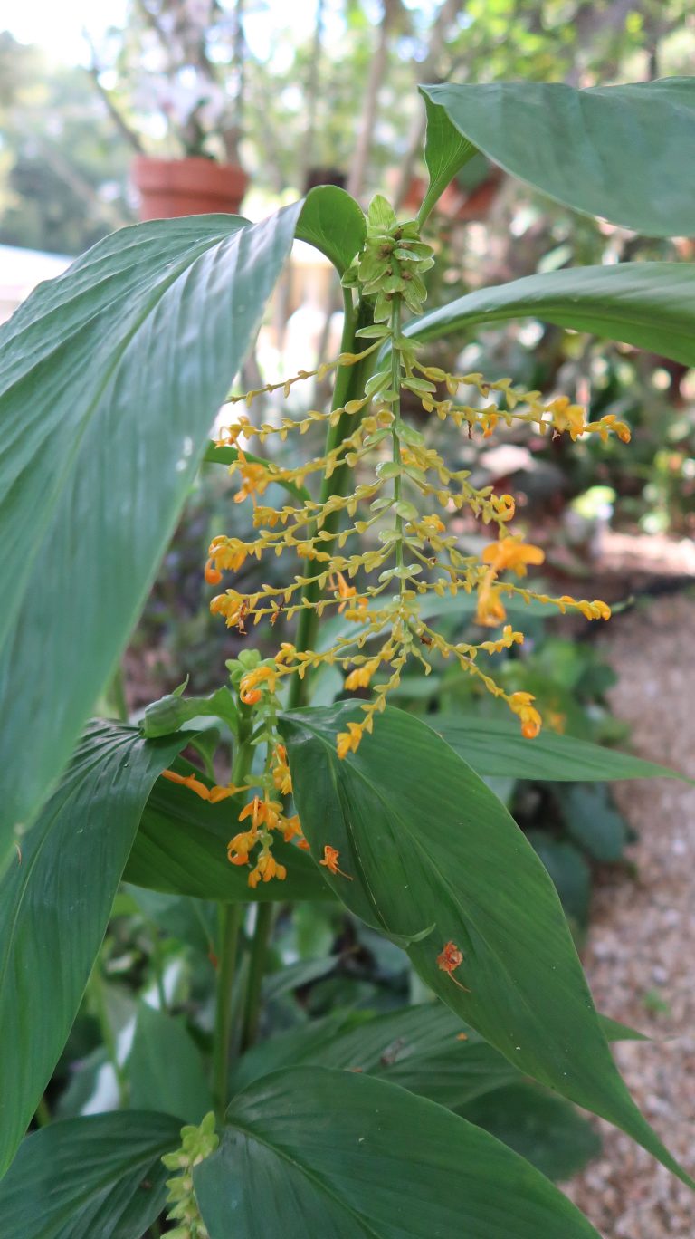 Small Space, Big Impact: O’Hara’s Home Garden - Kenny Coogan ...