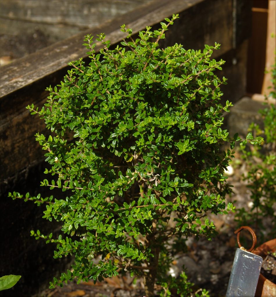 Growing a Beverage Garden in Florida - Kenny Coogan - carnivorous plants
