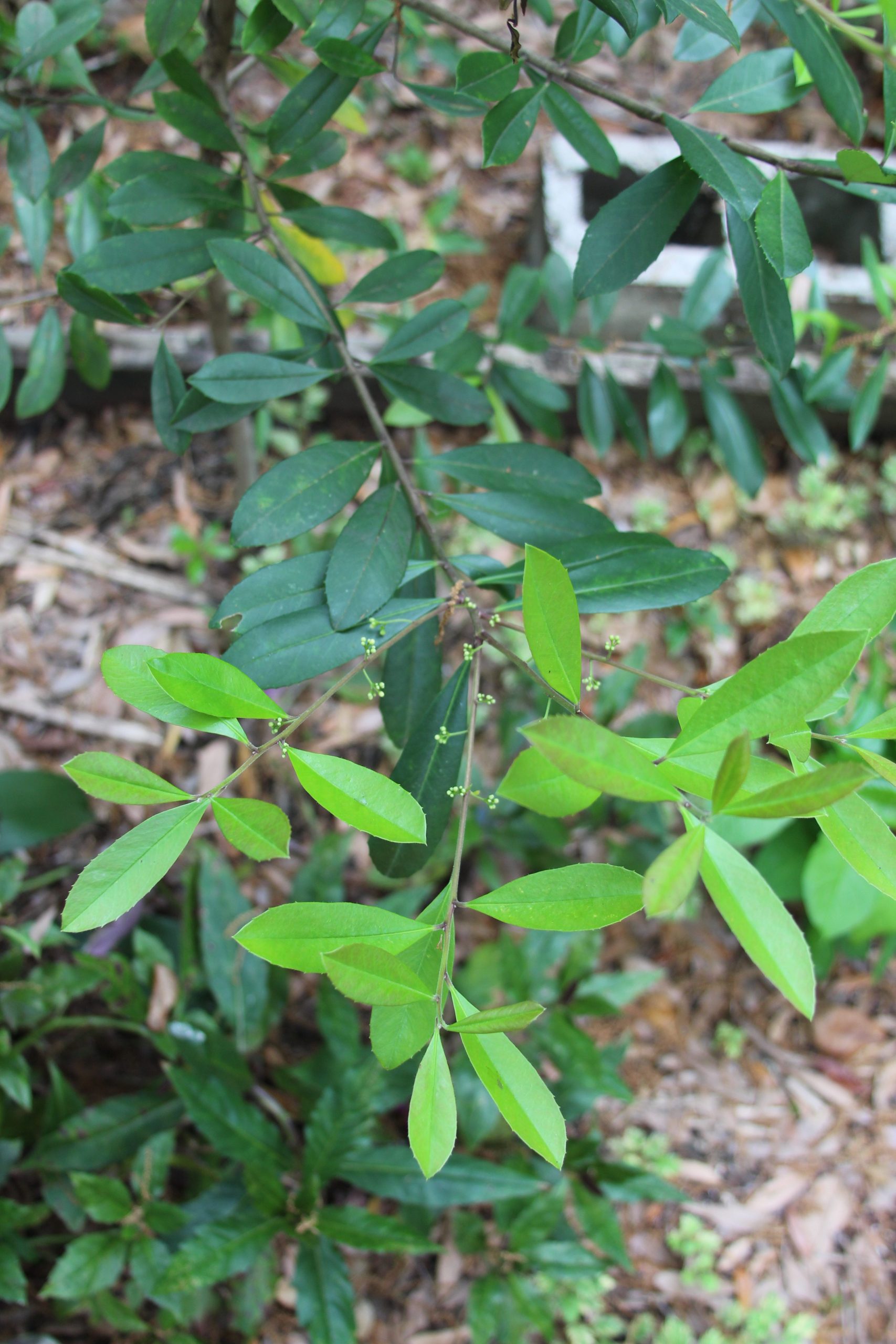 Growing a Beverage Garden in Florida - Kenny Coogan - carnivorous plants