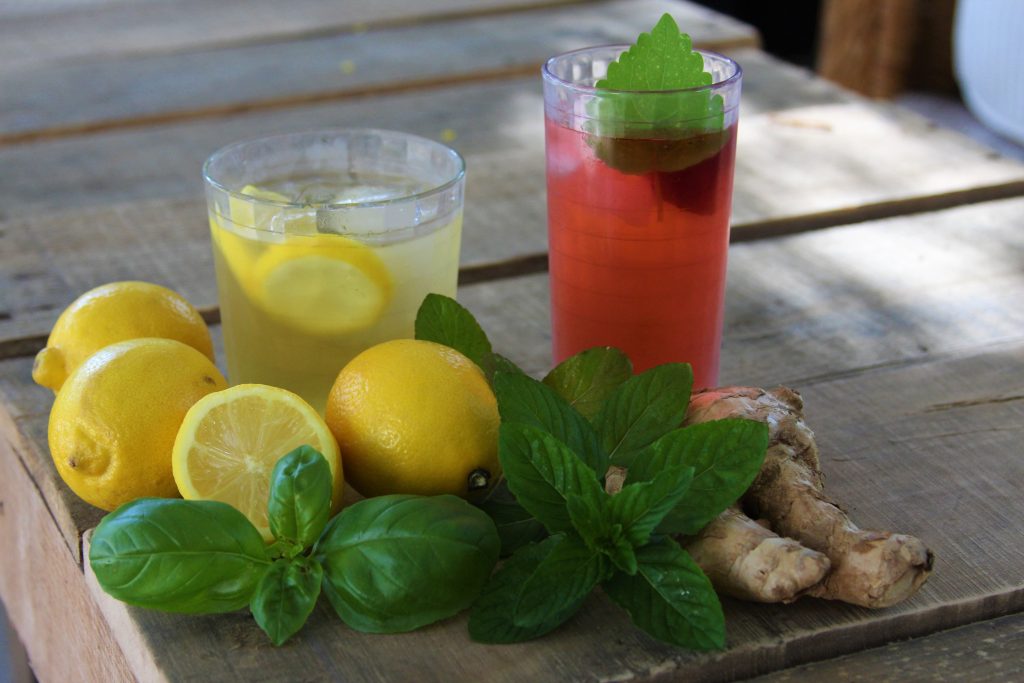 Growing a Beverage Garden in Florida - Kenny Coogan - carnivorous plants