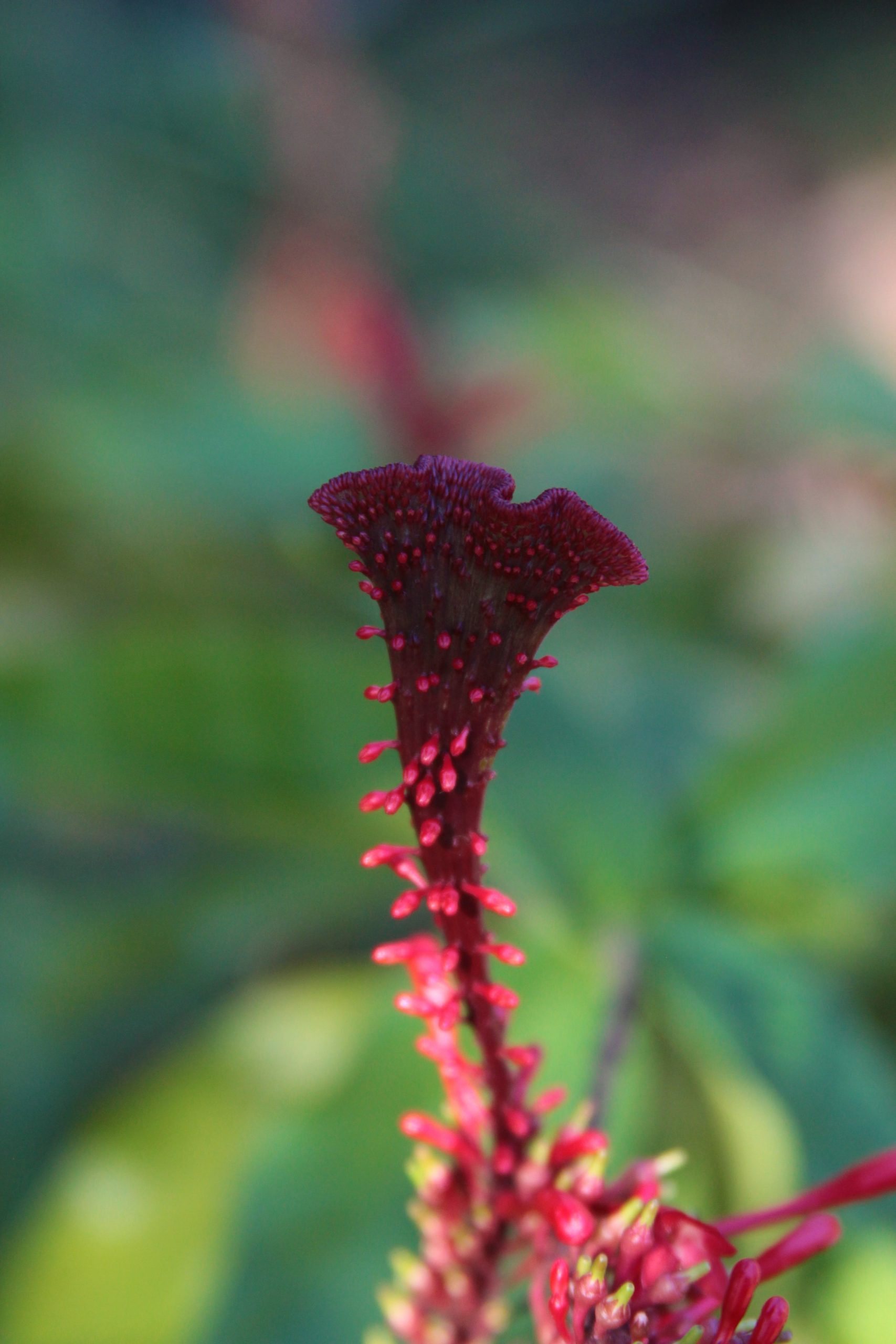Virginia Overstreet Promotes Pollinators In Her Backyard Gardens ...