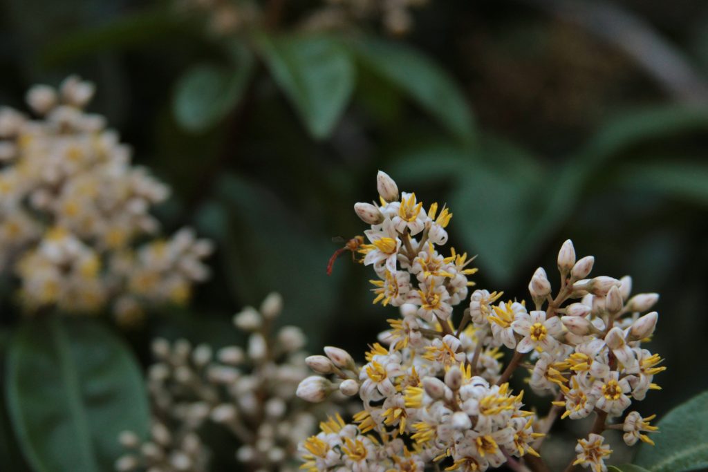 Virginia Overstreet Promotes Pollinators In Her Backyard Gardens ...