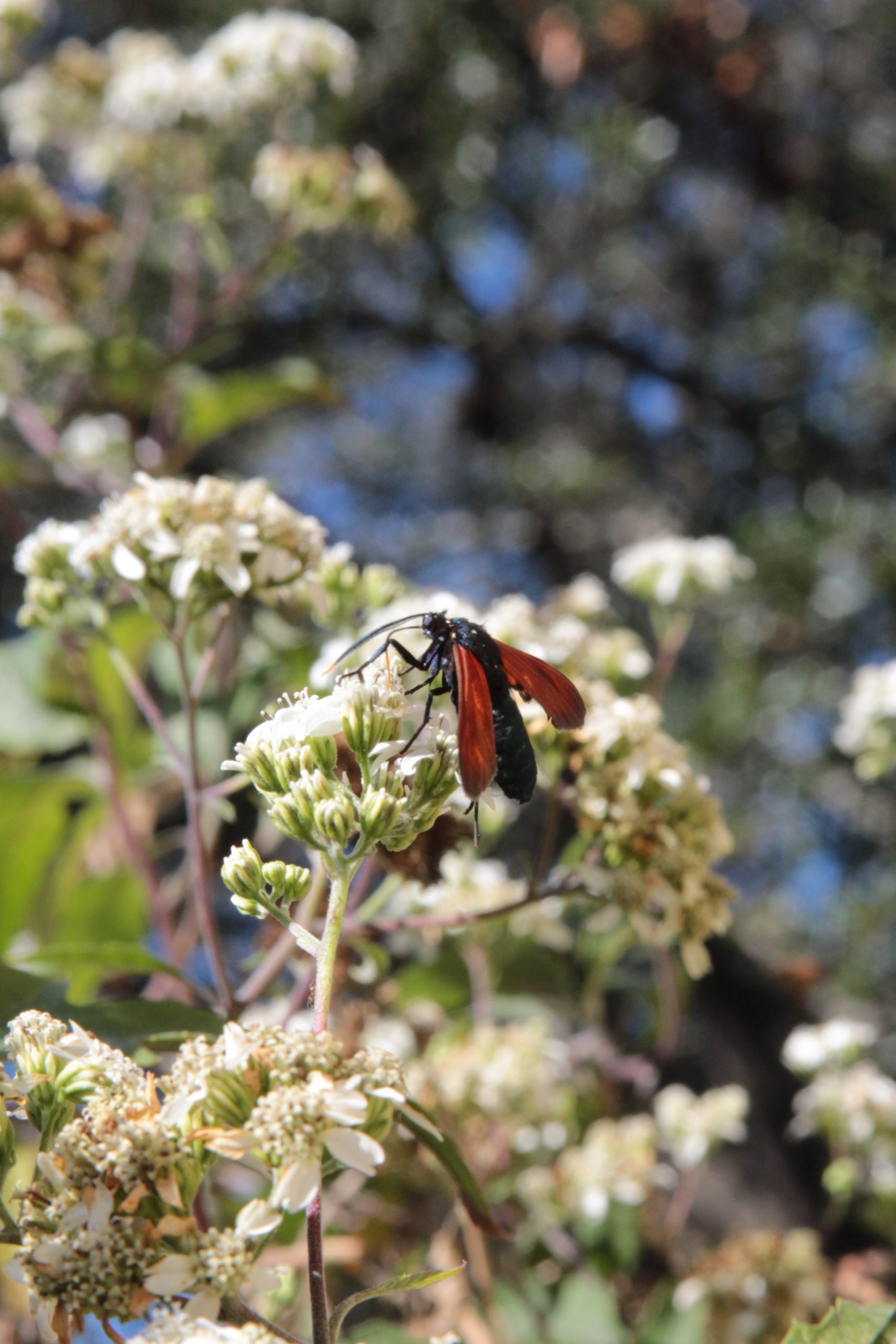 Virginia Overstreet Promotes Pollinators In Her Backyard Gardens ...