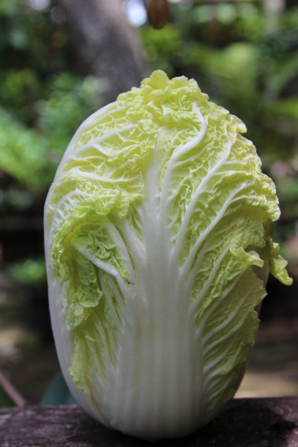 Top 12 Asian Edibles to Grow in Florida - Kenny Coogan - carnivorous plants