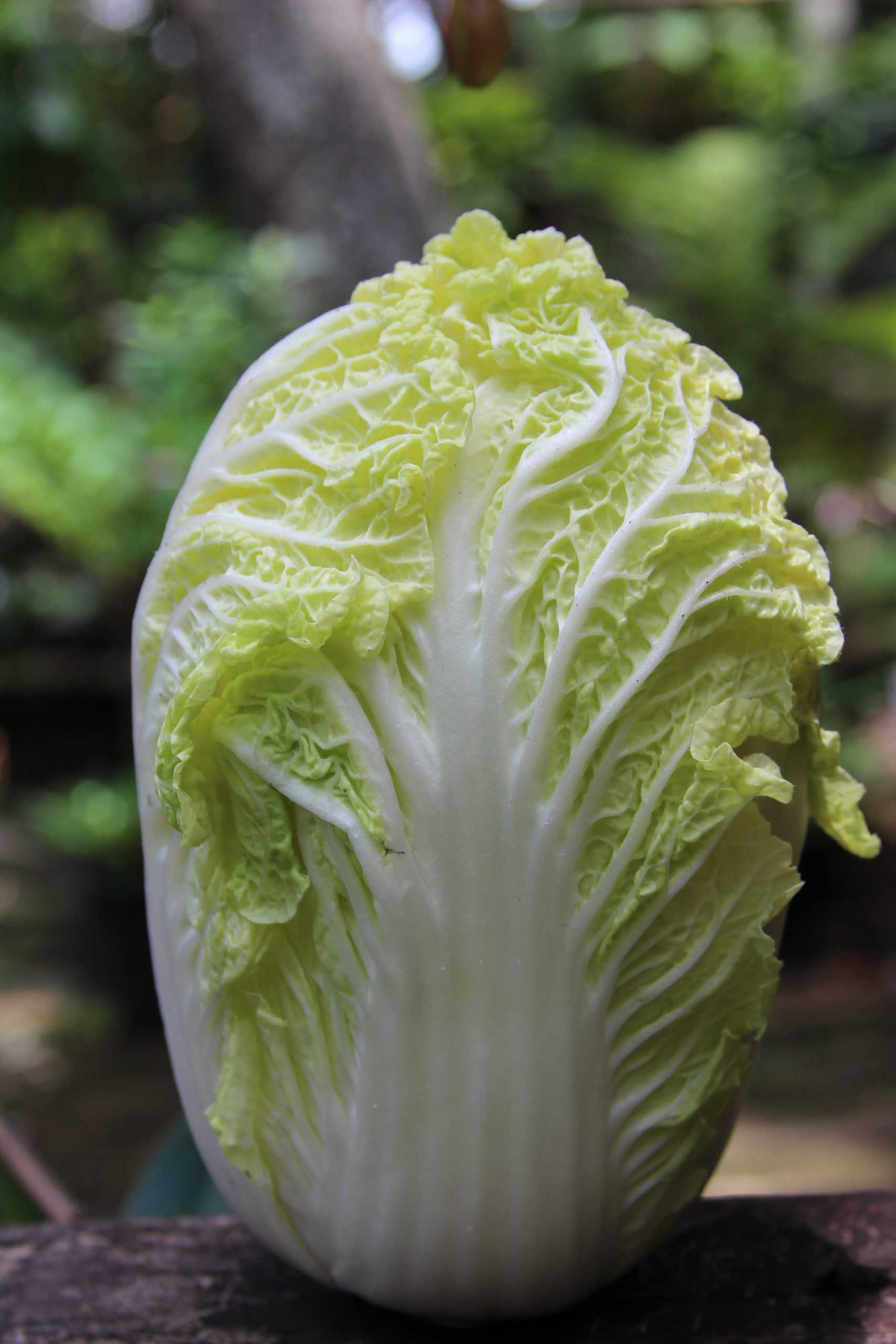Top 12 Asian Edibles to Grow in Florida - Kenny Coogan - carnivorous plants