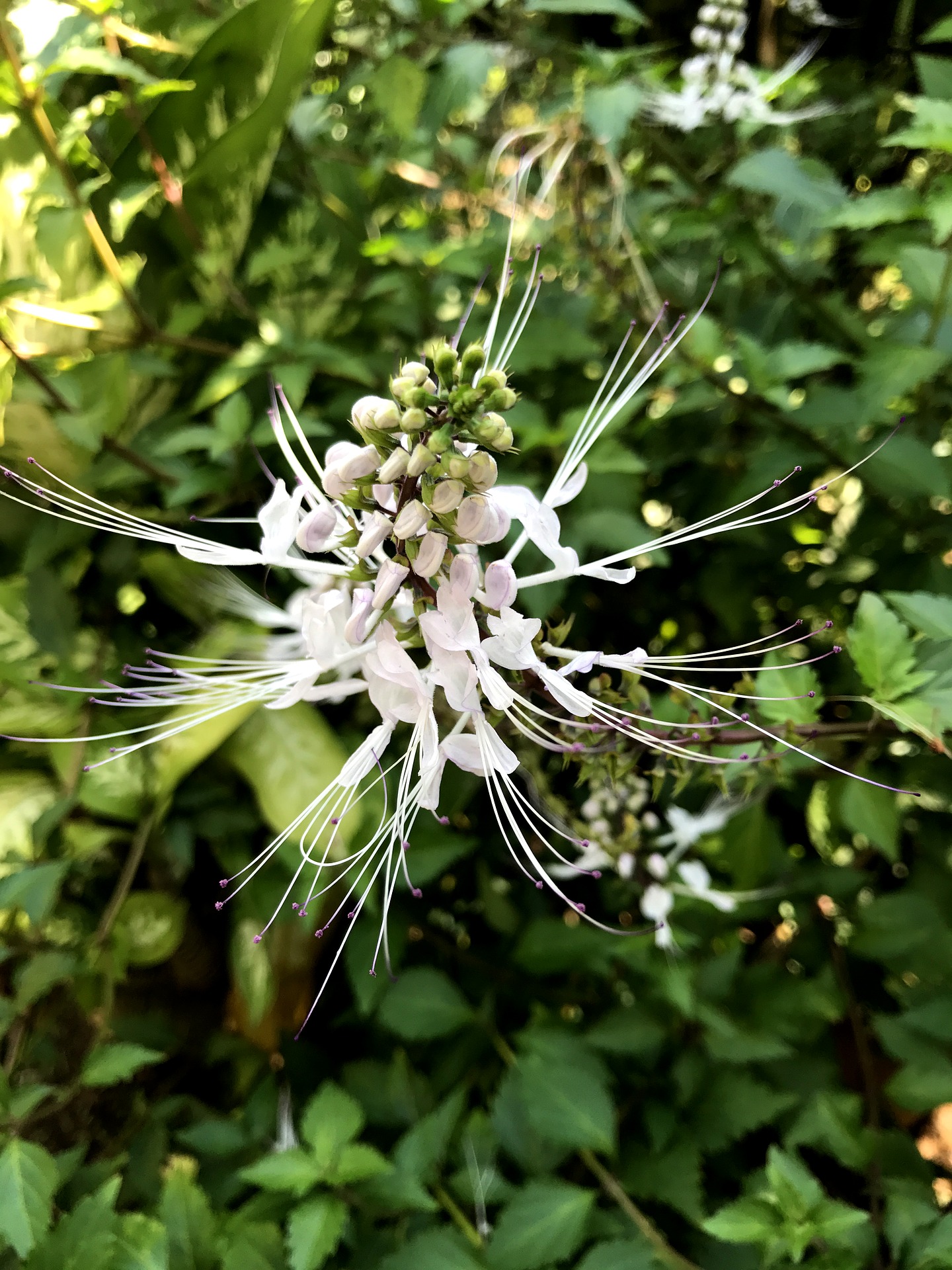 Grow a Cat Themed Garden: Plants That Are The Cat’s Meow - Kenny Coogan ...