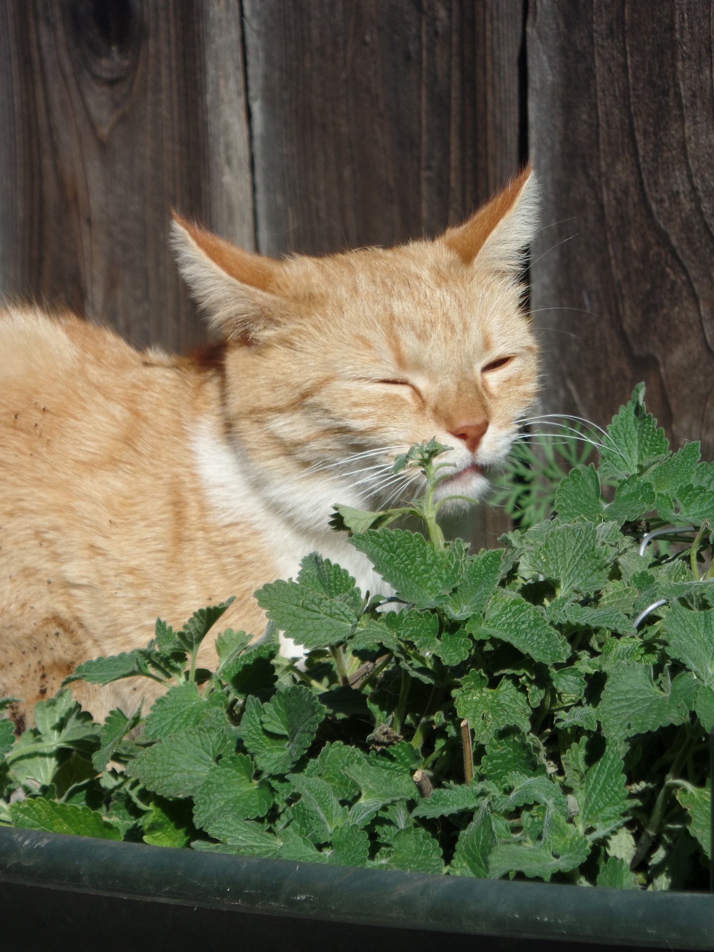 Grow a Cat Themed Garden: Plants That Are The Cat’s Meow - Kenny Coogan ...