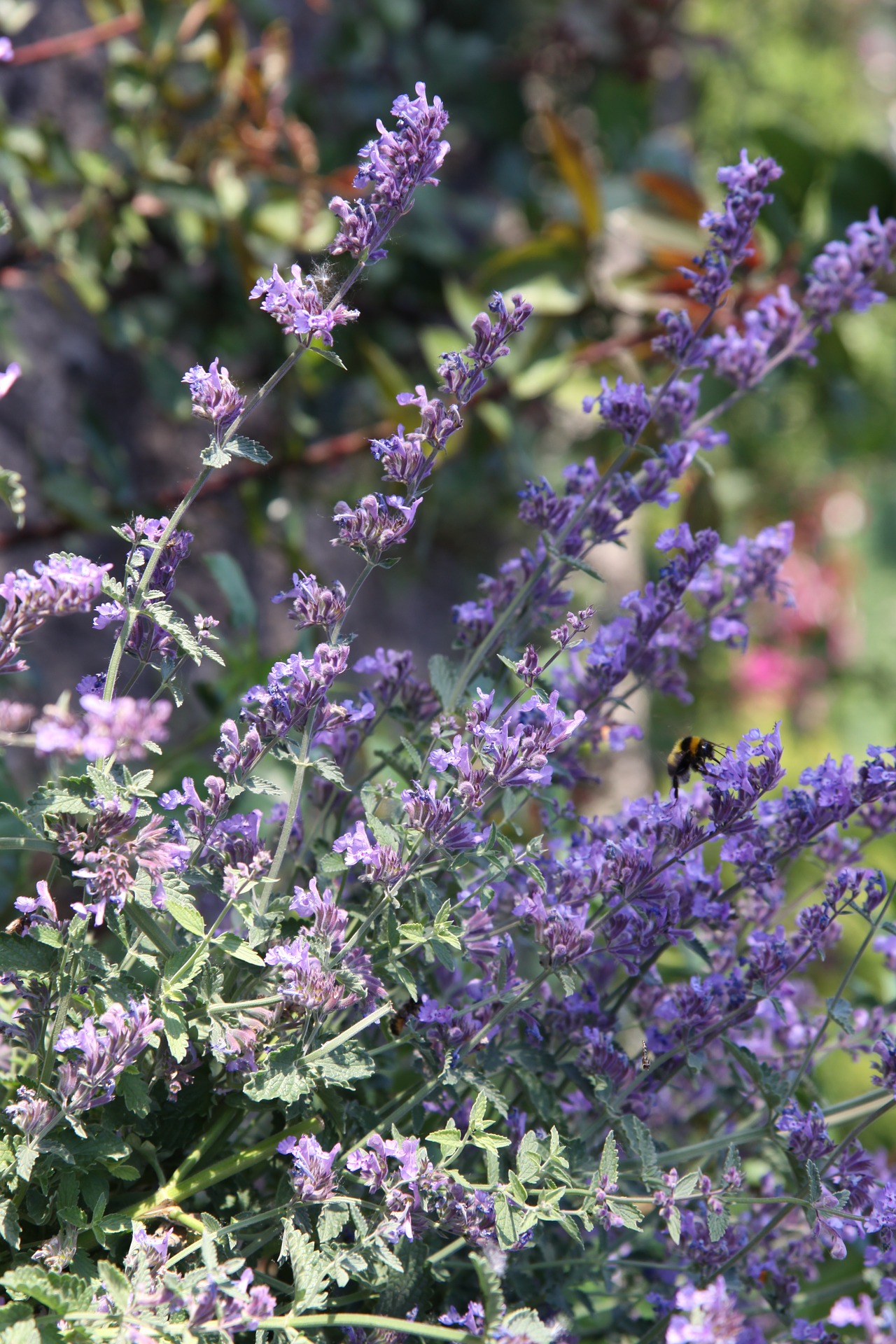 Grow a Cat Themed Garden: Plants That Are The Cat’s Meow - Kenny Coogan ...