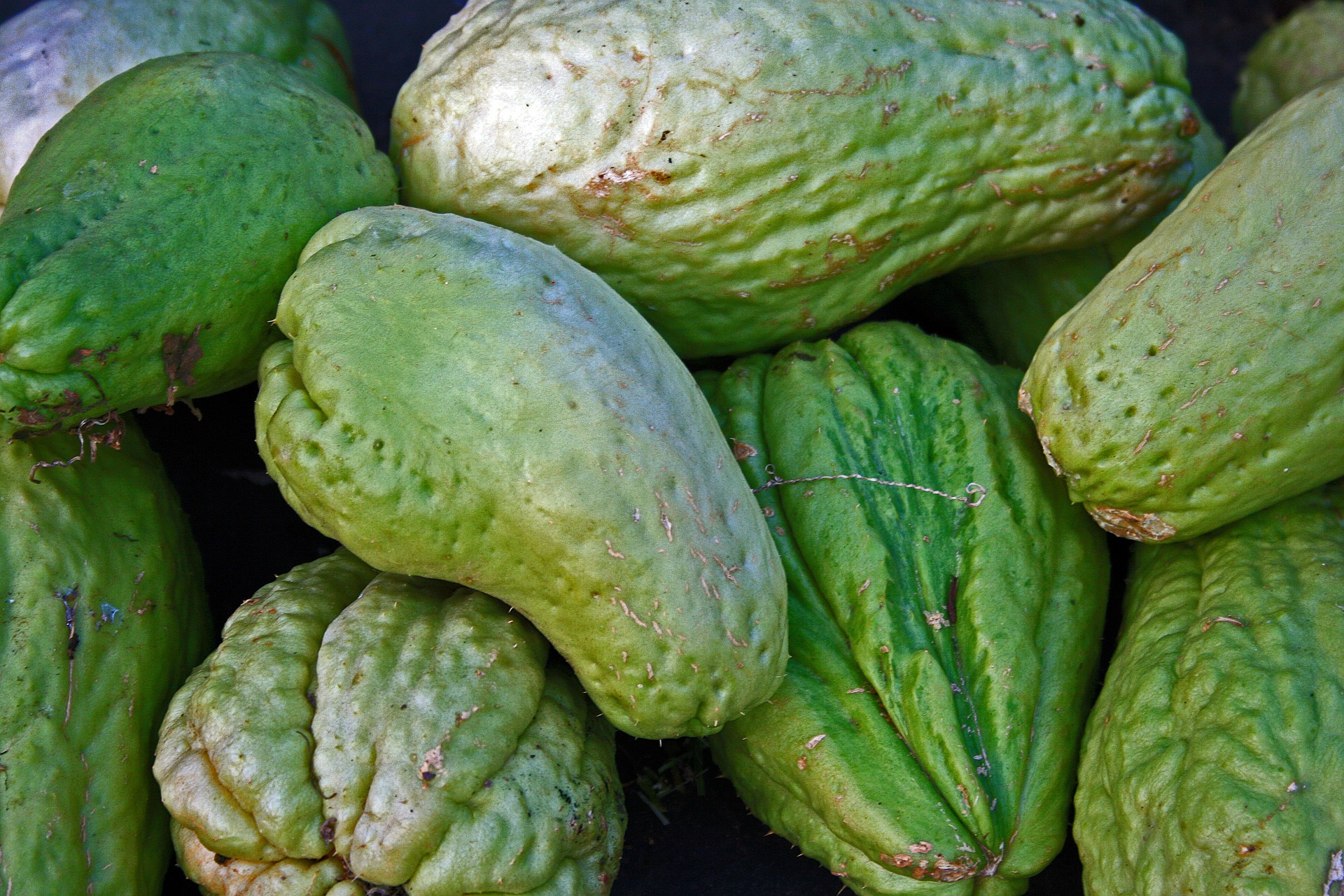 Successful Squash: Chayote - Kenny Coogan - carnivorous plants
