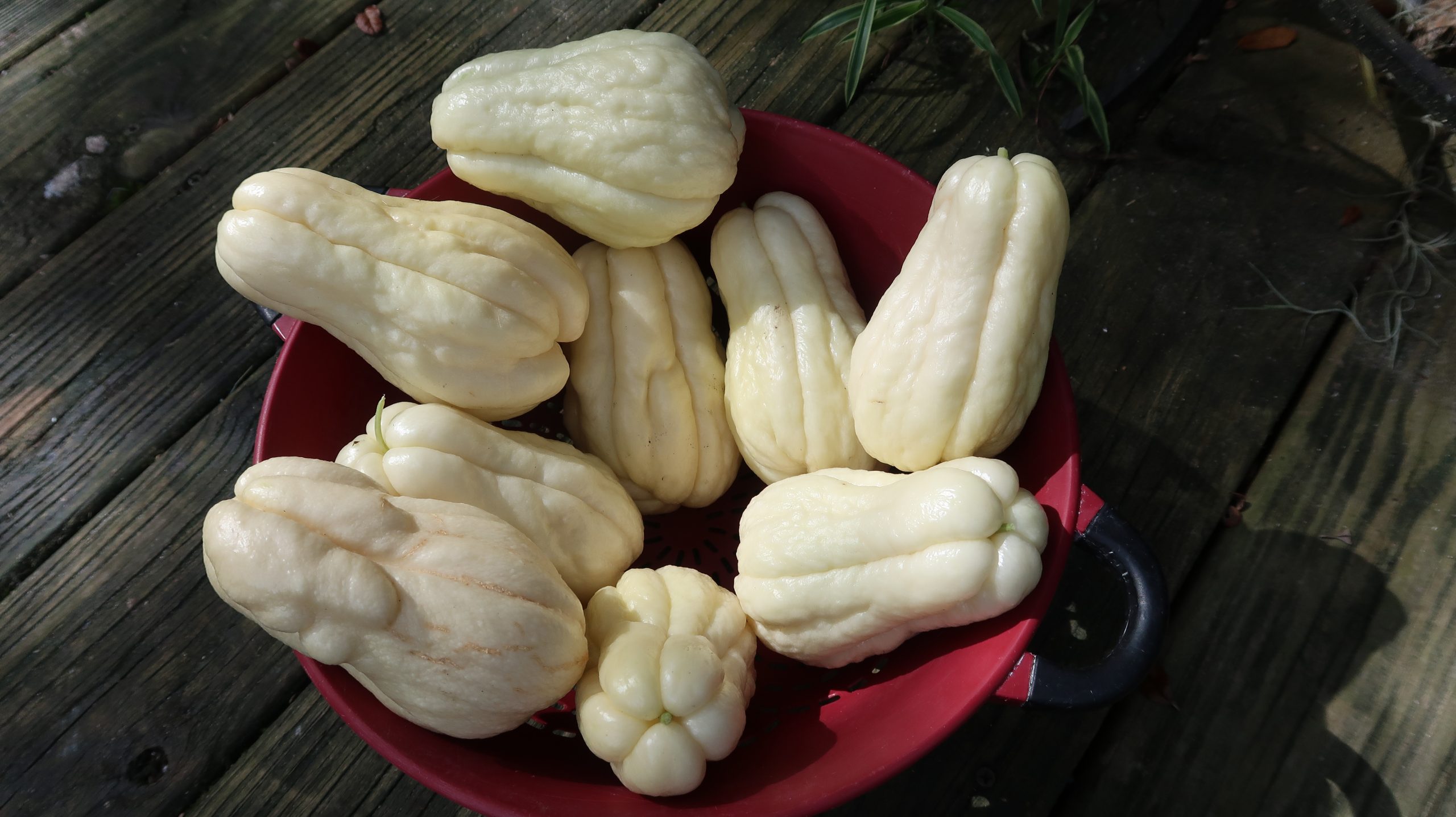 Successful Squash: Chayote - Kenny Coogan - carnivorous plants