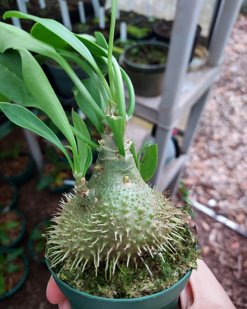 Myrmecodia beccarii - Kenny Coogan - carnivorous plants
