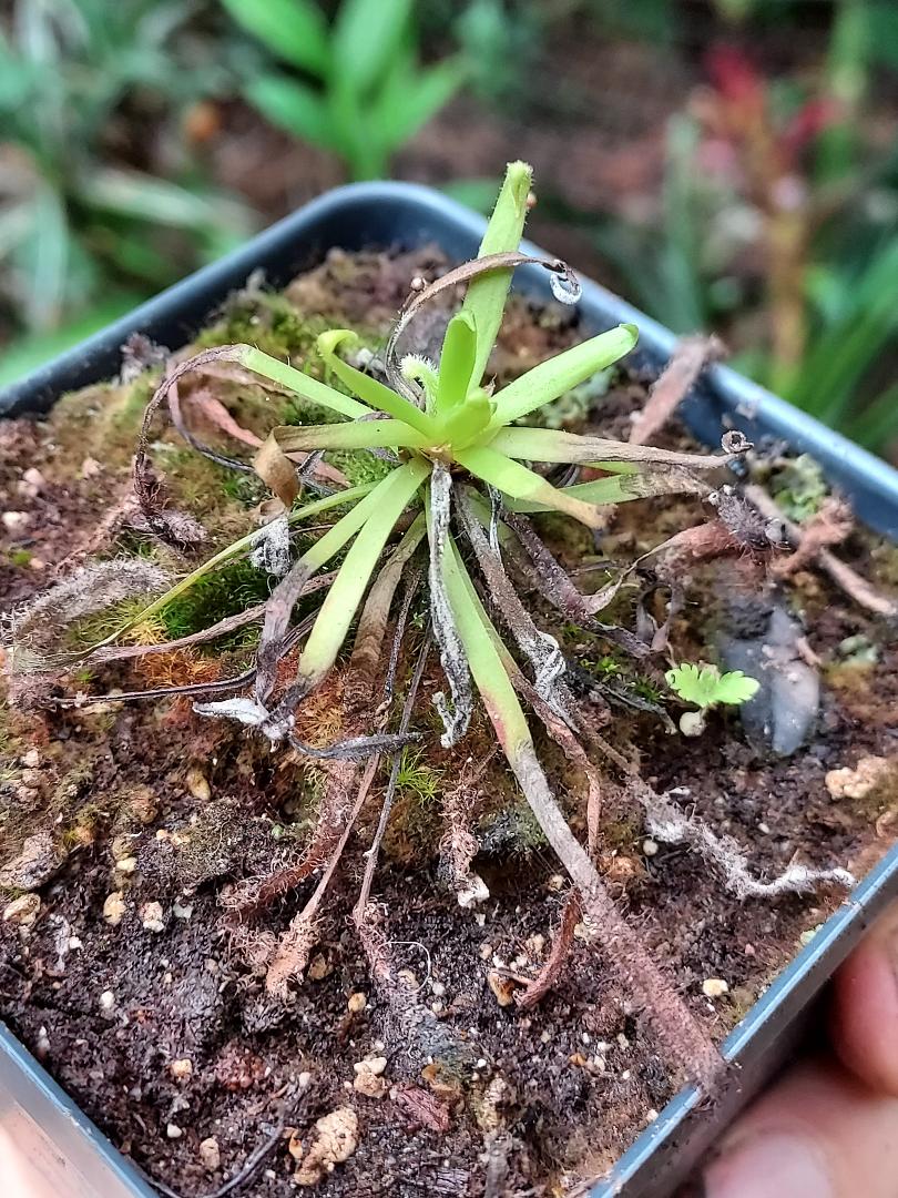 Carnivorous Plant Pests and Diseases - Kenny Coogan - carnivorous plants