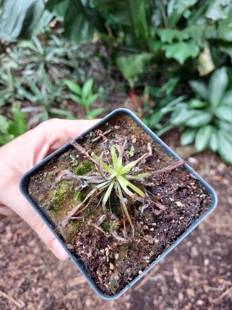 Carnivorous Plant Pests and Diseases - Kenny Coogan - carnivorous plants
