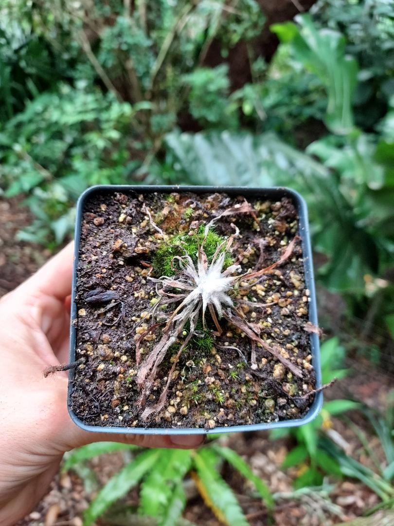 Carnivorous Plant Pests and Diseases - Kenny Coogan - carnivorous plants