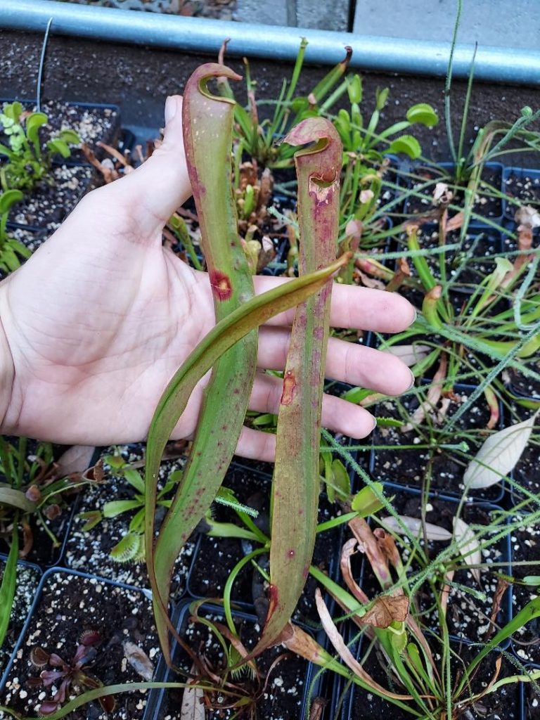 Carnivorous Plant Pests and Diseases - Kenny Coogan - carnivorous plants