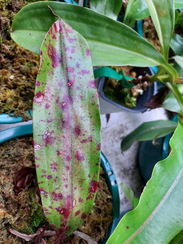 Carnivorous Plant Care Chart - Kenny Coogan - carnivorous plants