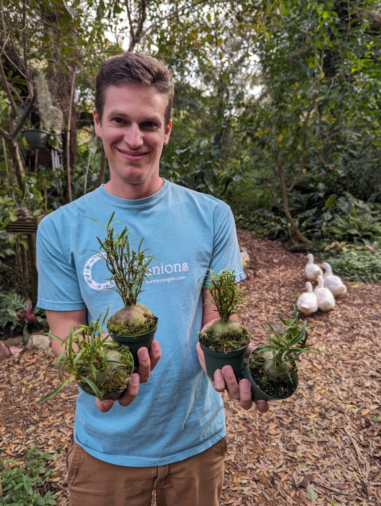 Hydnophytum puffii - Kenny Coogan - carnivorous plants