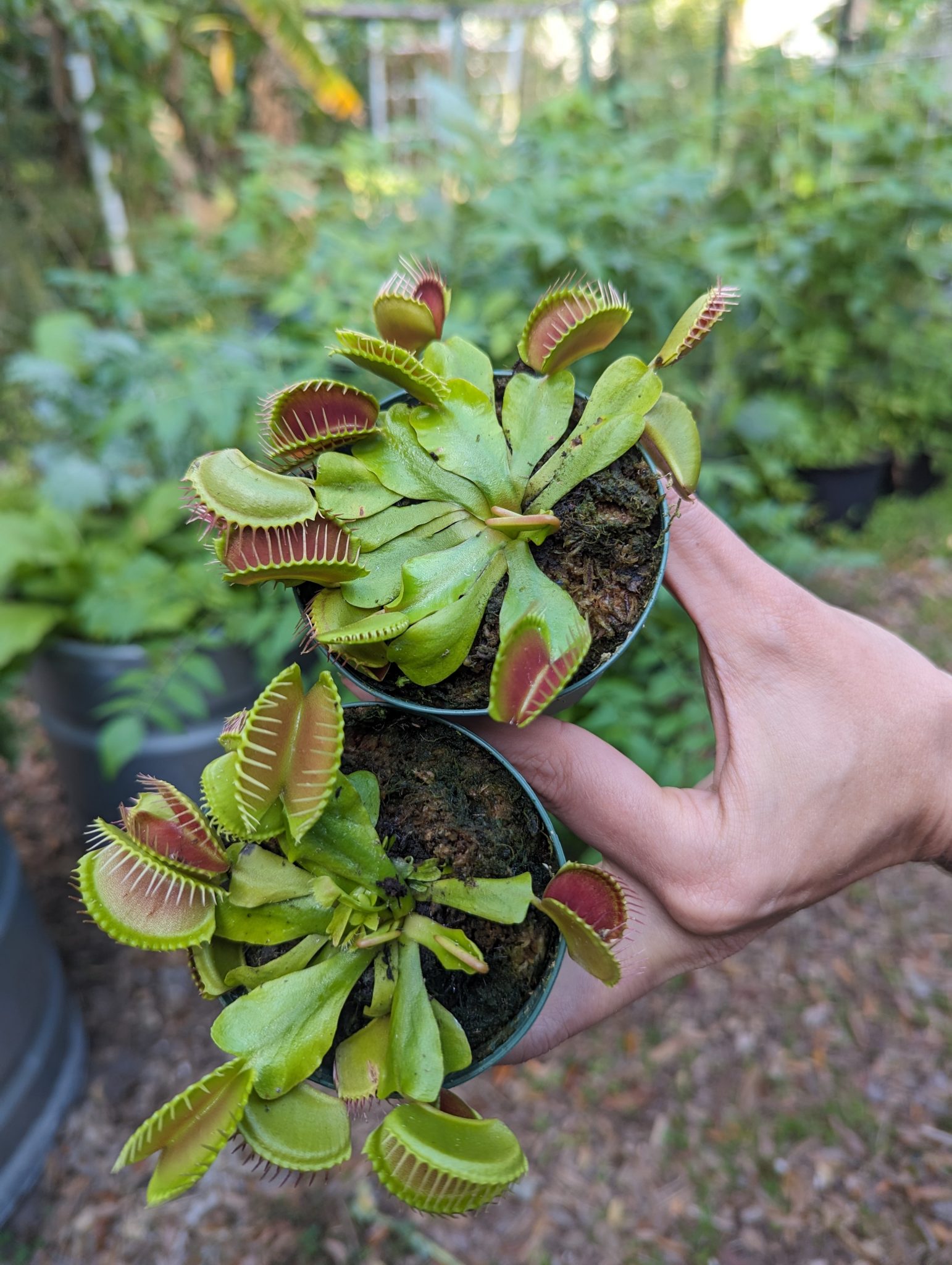 Dionaea Muscipula Flexx Kenny Coogan Carnivorous Plants