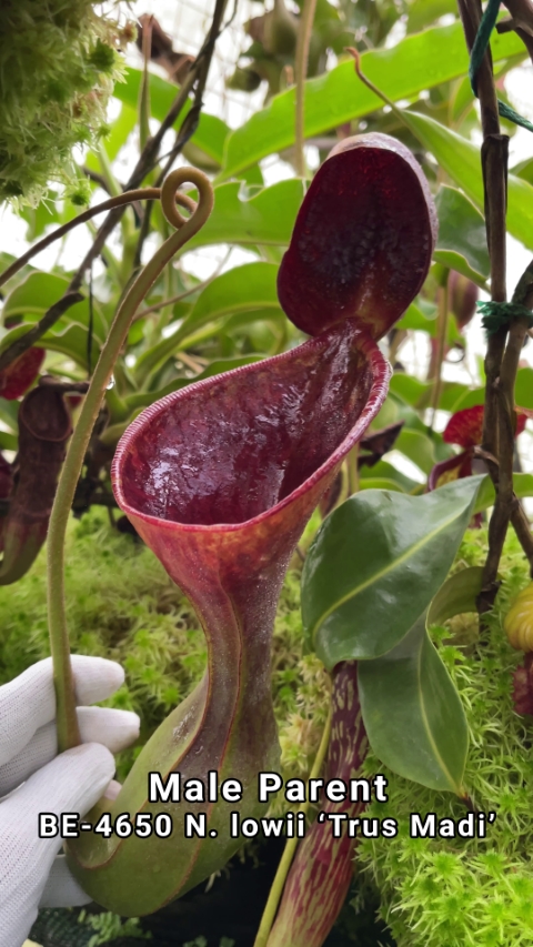 N. peltata x lowii ‘Trus Madi’ : BE-4650 - Kenny Coogan - carnivorous ...
