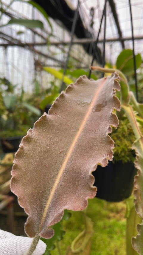 N. maxima – Sulawesi wavy-leaf – assorted clones: BE-4081 LARGE - Kenny ...