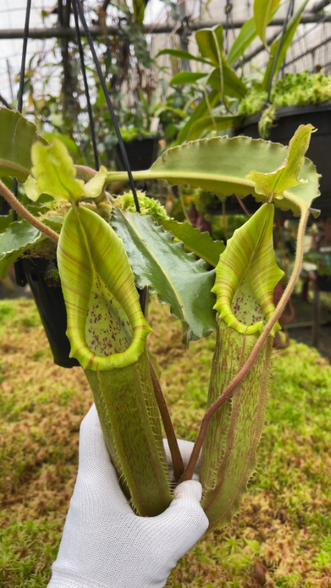 N. maxima – Sulawesi wavy-leaf – assorted clones: BE-4081 LARGE - Kenny ...